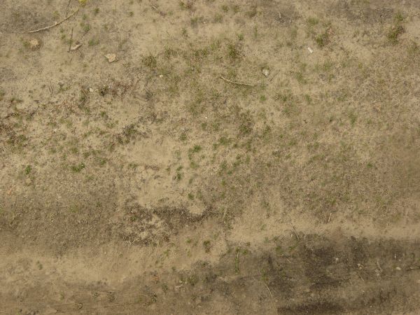 grass in sandy soil texture 0027 - Texturelib